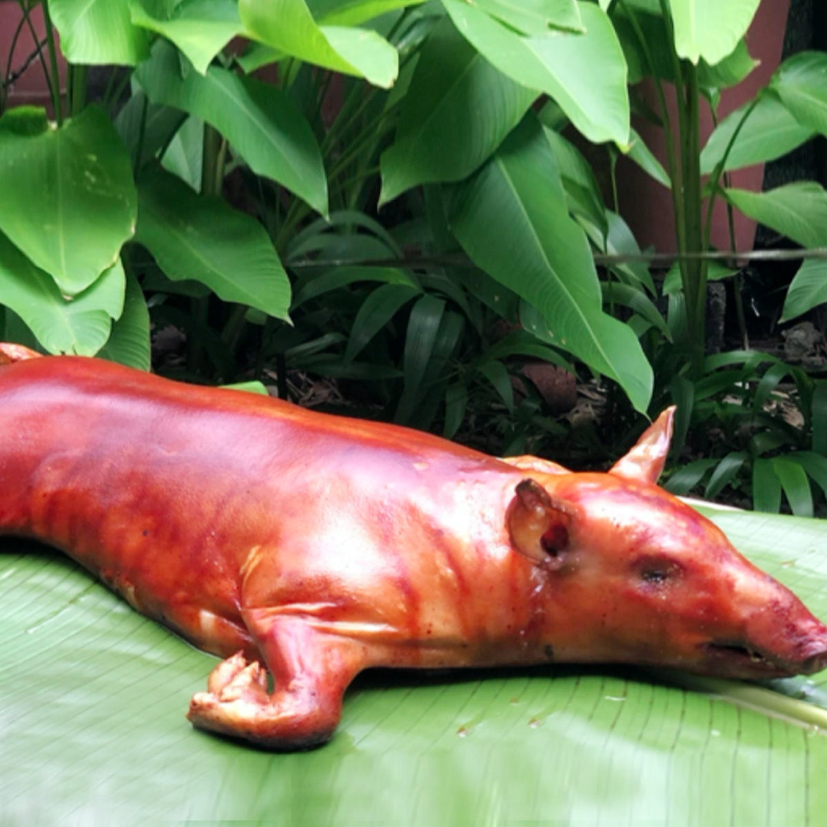 Order The Best Cochinillo For Pick Up or Delivery